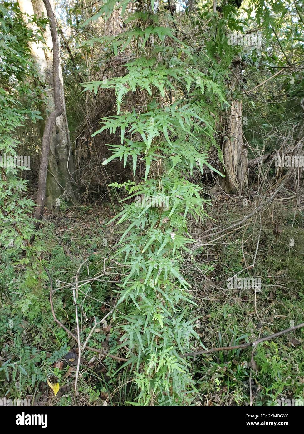Japanese climbing fern (Lygodium japonicum Stock Photo - Alamy