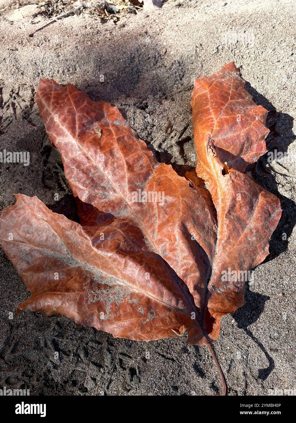 western sycamore (Platanus racemosa Stock Photo - Alamy