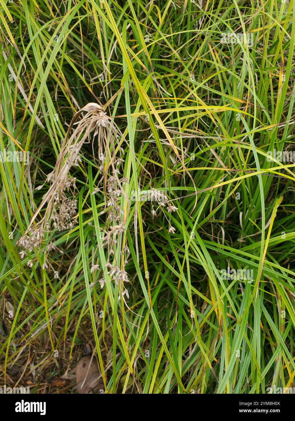 Panicled Bulrush (Scirpus microcarpus Stock Photo - Alamy