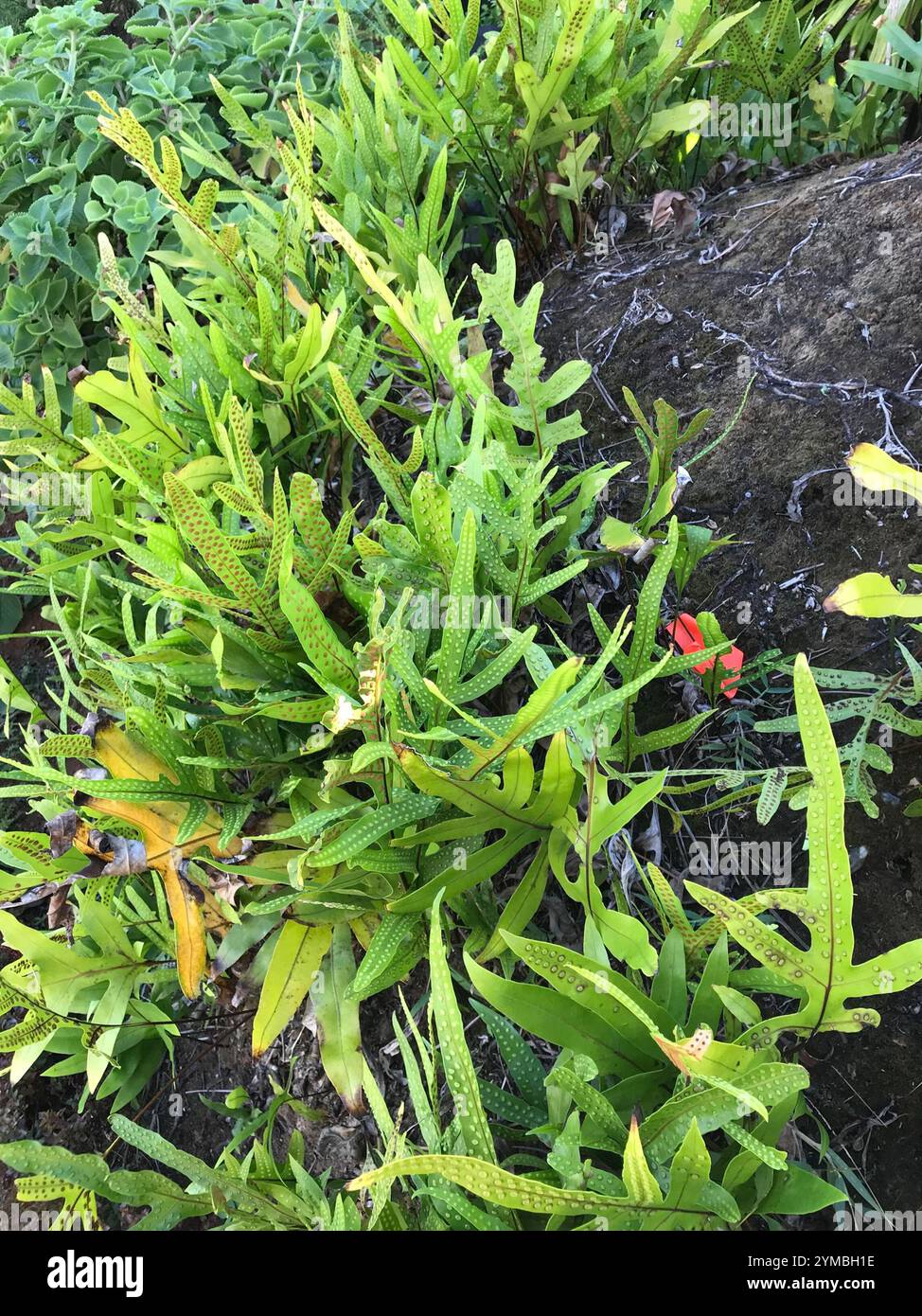 Musk Fern (Microsorum grossum Stock Photo - Alamy