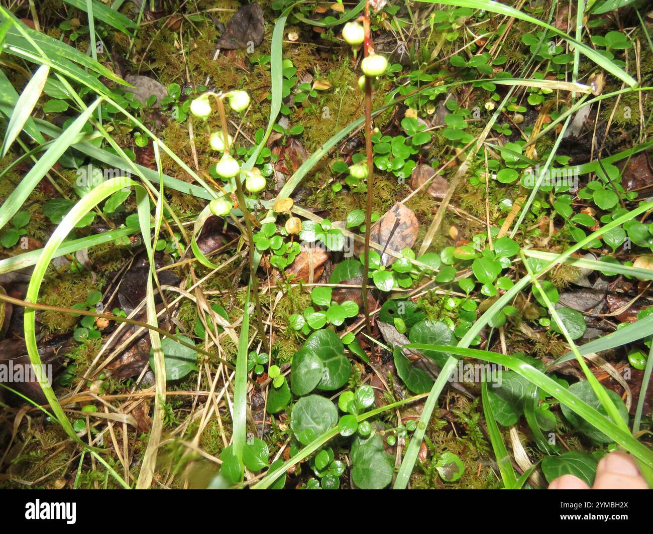 heath family (Ericaceae Stock Photo - Alamy