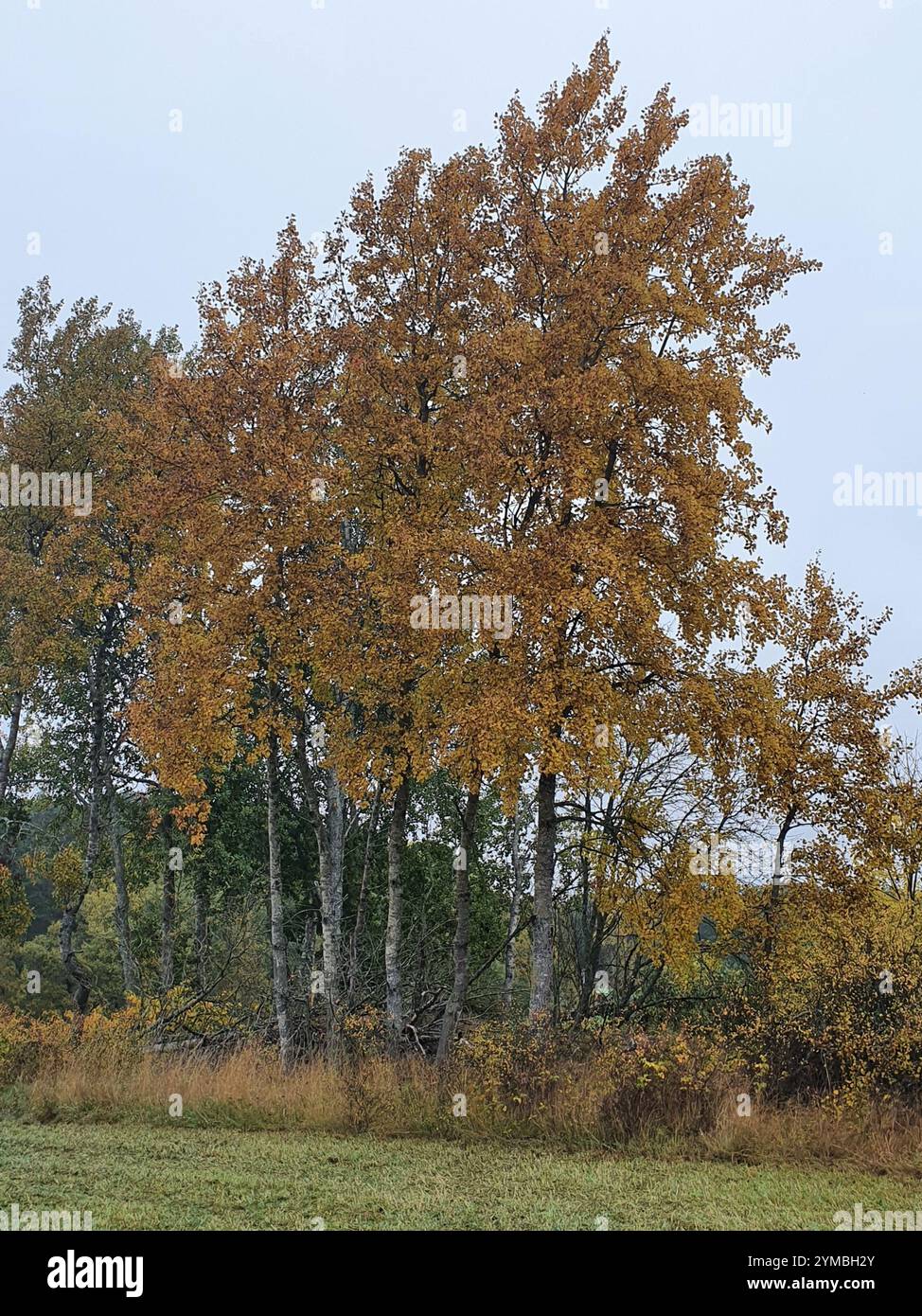 European aspen (Populus tremula Stock Photo - Alamy