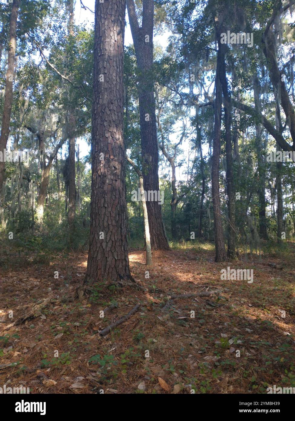 loblolly pine (Pinus taeda Stock Photo - Alamy