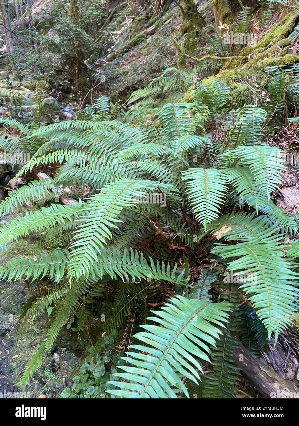 western sword fern (Polystichum munitum Stock Photo - Alamy