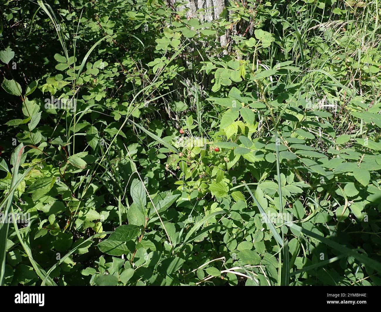 red raspberry (Rubus idaeus Stock Photo - Alamy