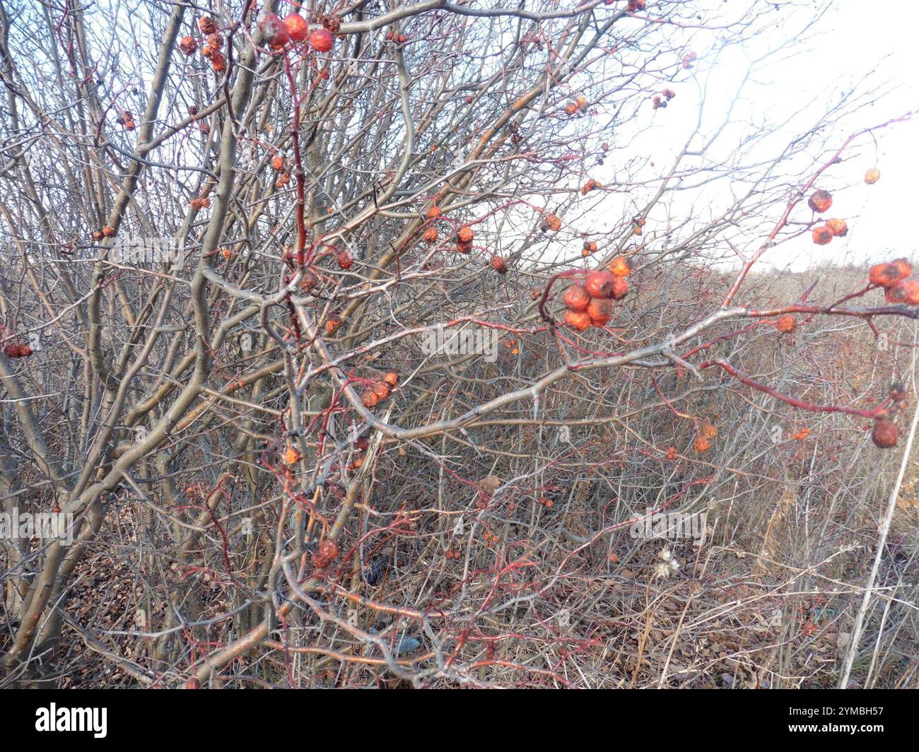 Red Hawthorn (Crataegus sanguinea Stock Photo - Alamy