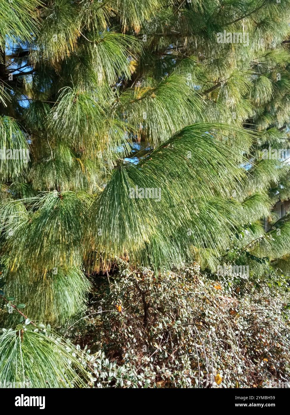 blue pine (Pinus wallichiana Stock Photo - Alamy