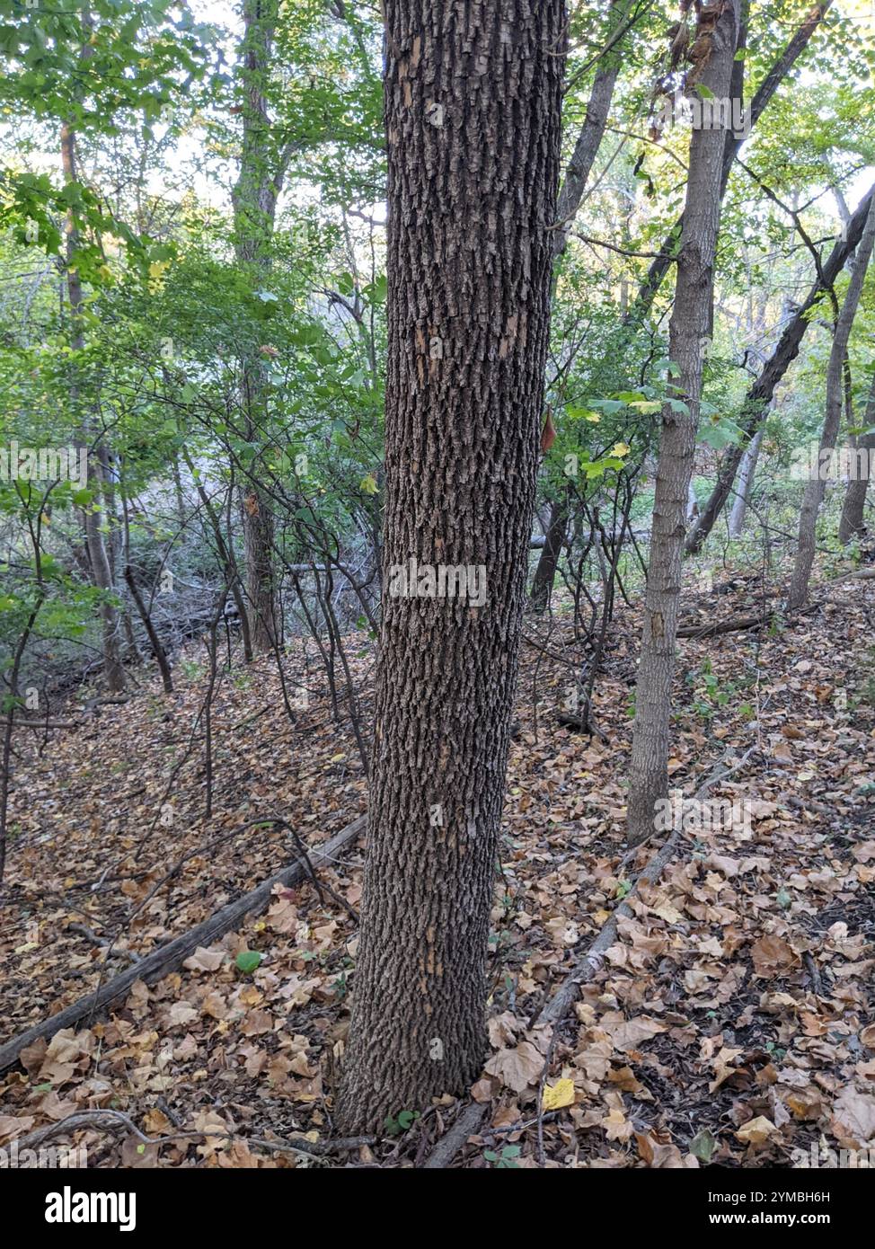 Emerald Ash Borer (Agrilus planipennis Stock Photo - Alamy