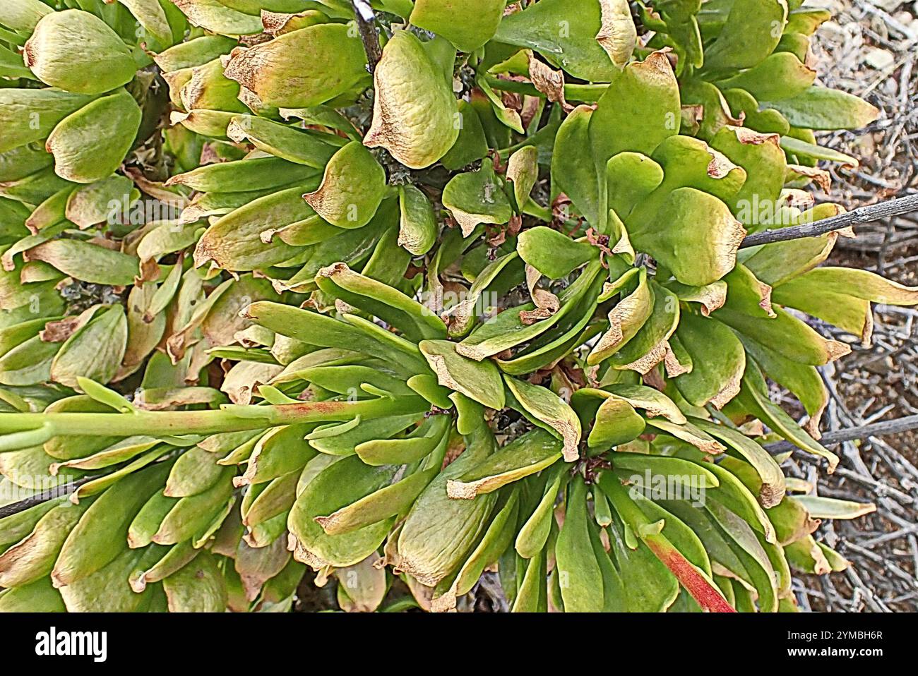 Botterboom (Tylecodon paniculatus Stock Photo - Alamy