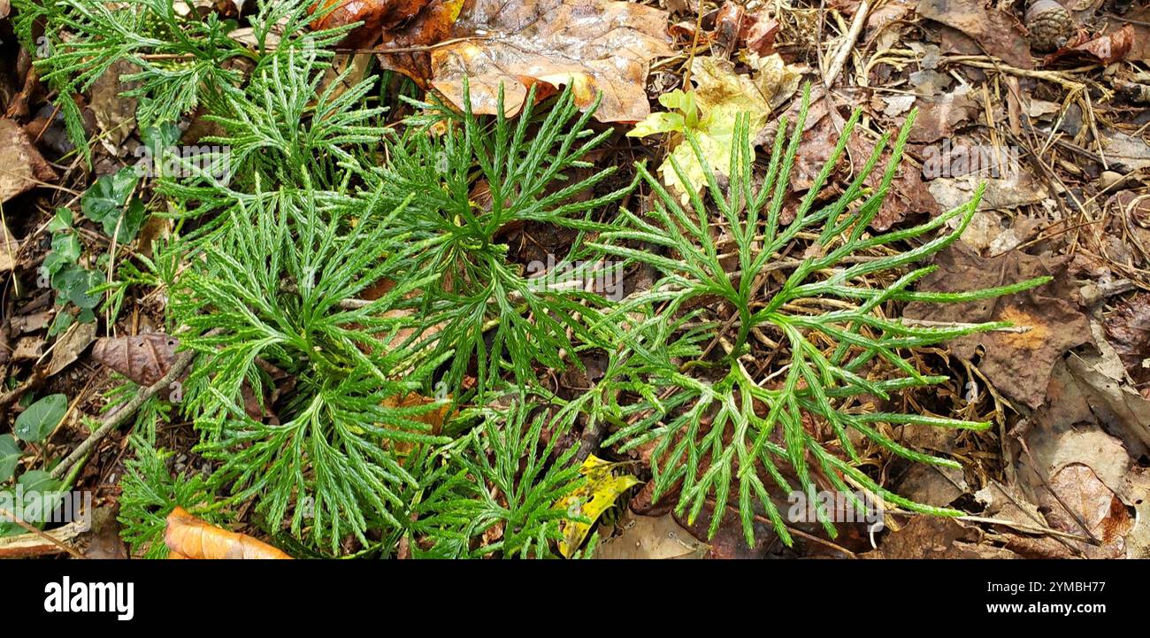 fan clubmoss (Diphasiastrum digitatum Stock Photo - Alamy