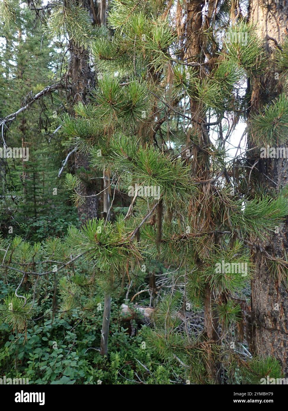 lodgepole pine (Pinus contorta Stock Photo - Alamy