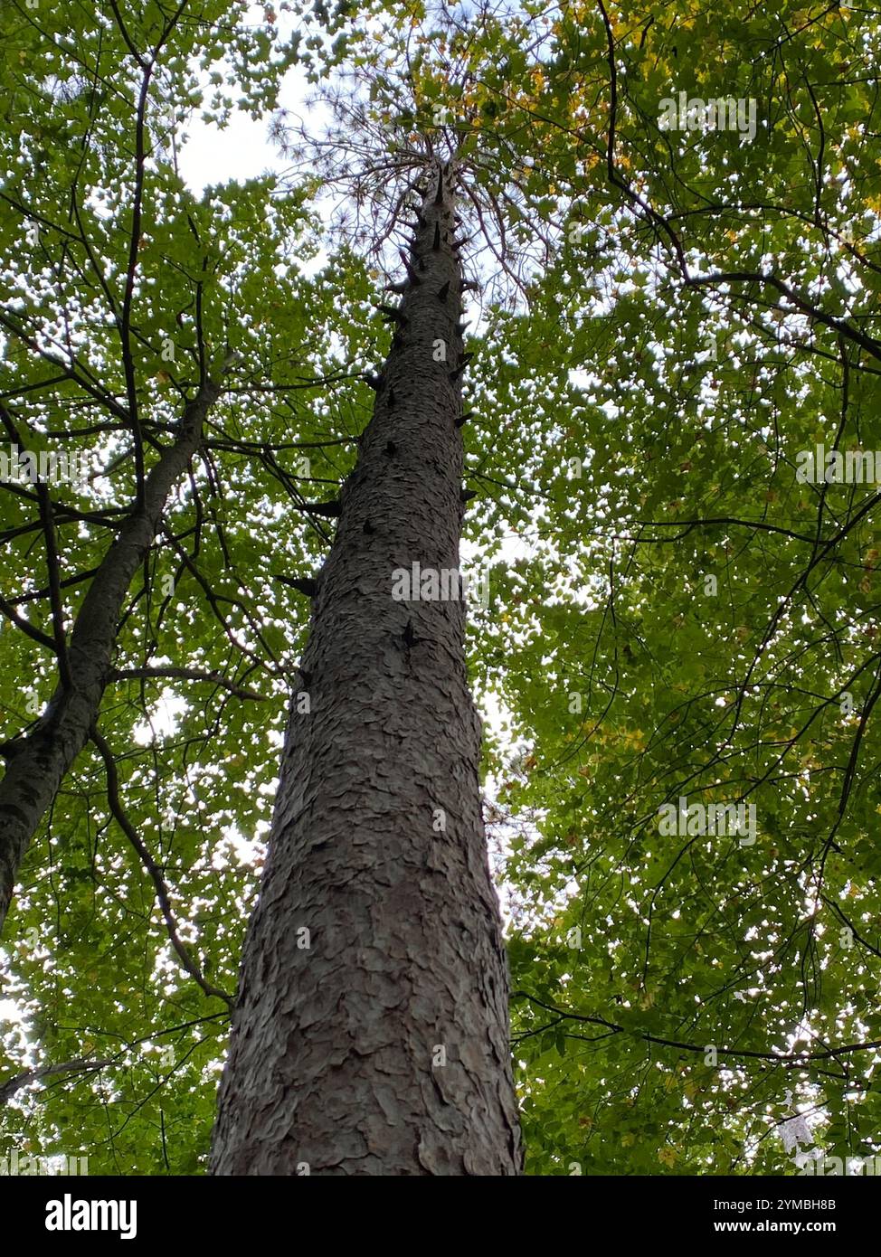 red pine (Pinus resinosa Stock Photo - Alamy