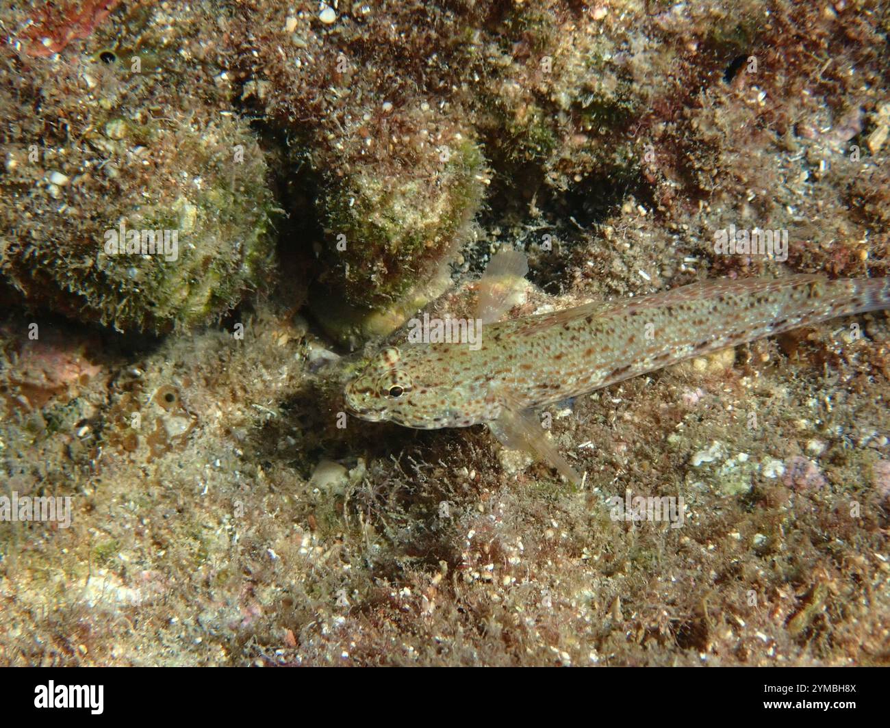 Incognito Goby (Gobius incognitus Stock Photo - Alamy