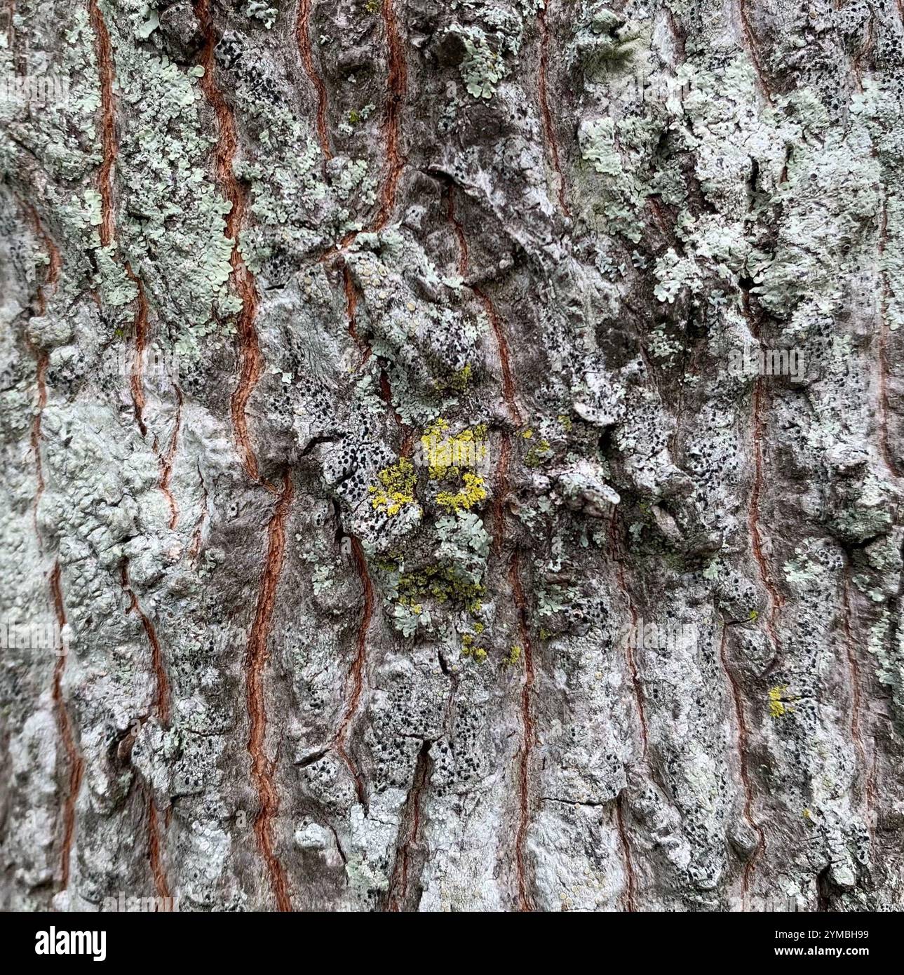 Candleflame Lichen (Candelaria concolor Stock Photo - Alamy