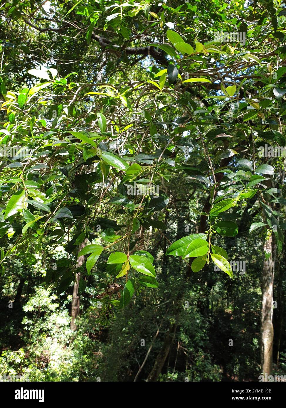 scrub cherry (Syzygium australe Stock Photo - Alamy