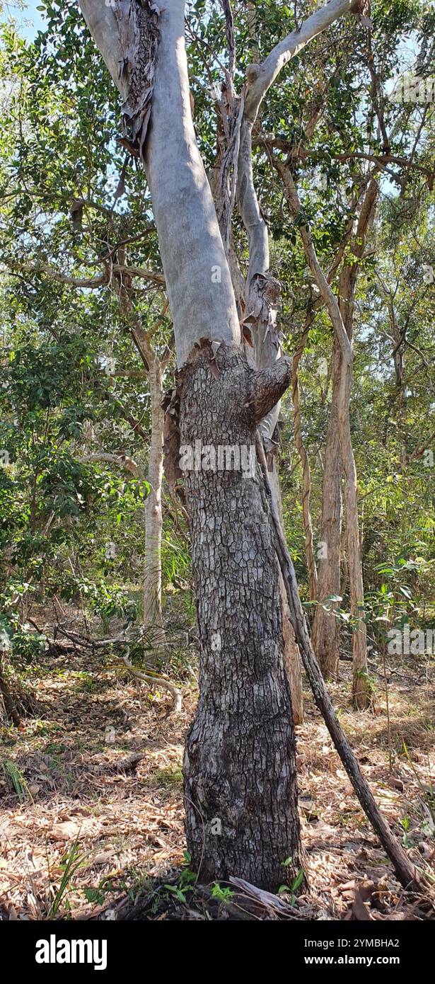 Carbeen (Corymbia tessellaris Stock Photo - Alamy
