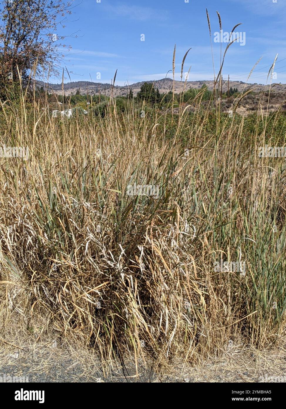 Leymus cinereus hi-res stock photography and images - Alamy