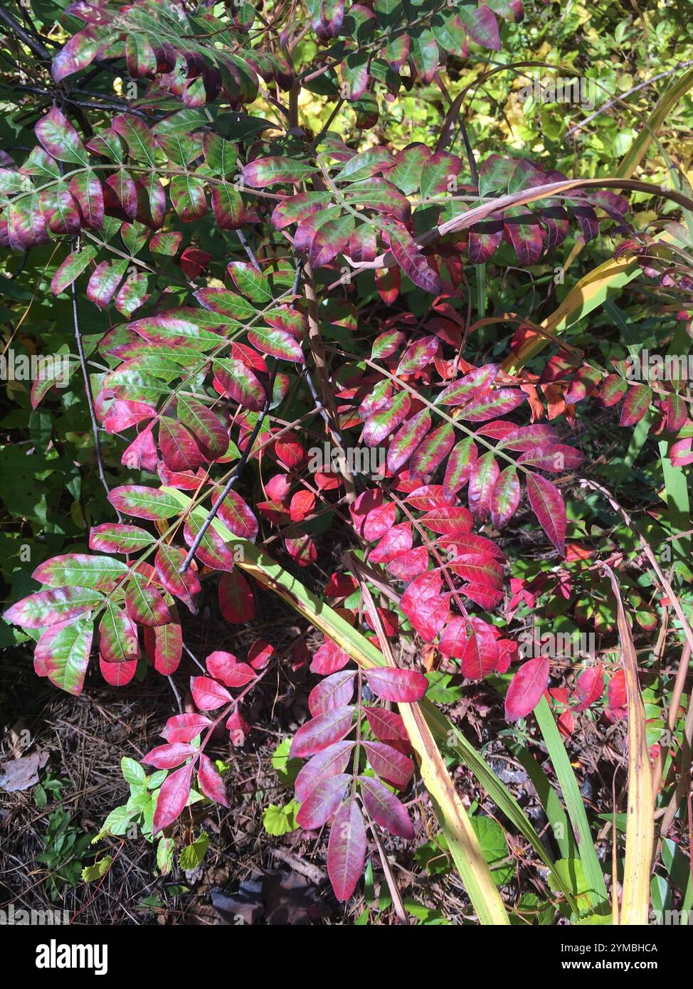 shining sumac (Rhus copallinum Stock Photo - Alamy