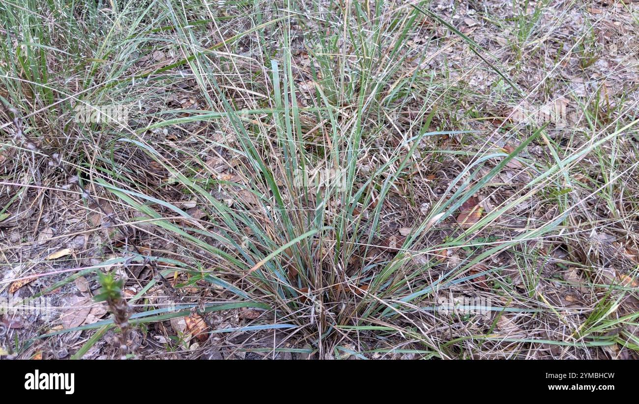Purple Lovegrass (Eragrostis spectabilis Stock Photo - Alamy