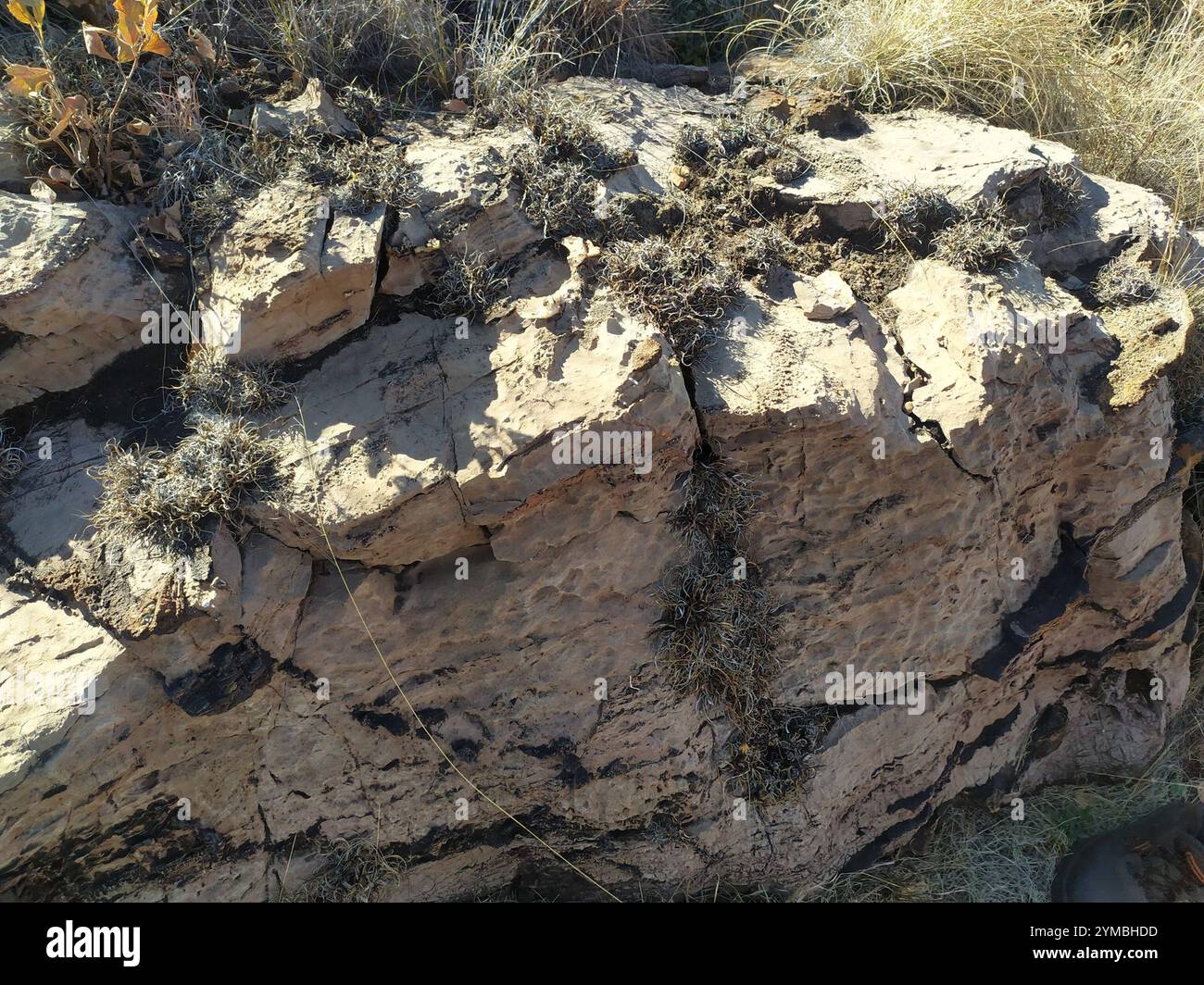 Monkeys Tails (Xerophyta Stock Photo - Alamy