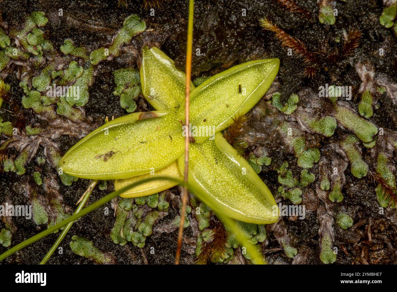 Common Butterwort (Pinguicula vulgaris Stock Photo - Alamy