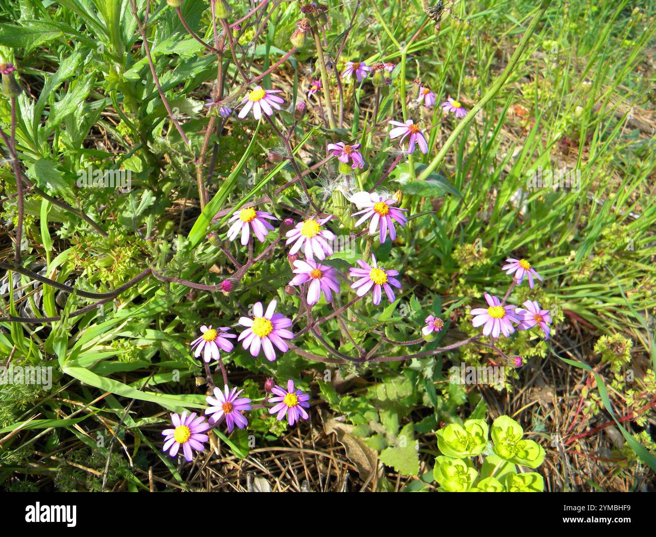 Senecio arenarius hi-res stock photography and images - Alamy