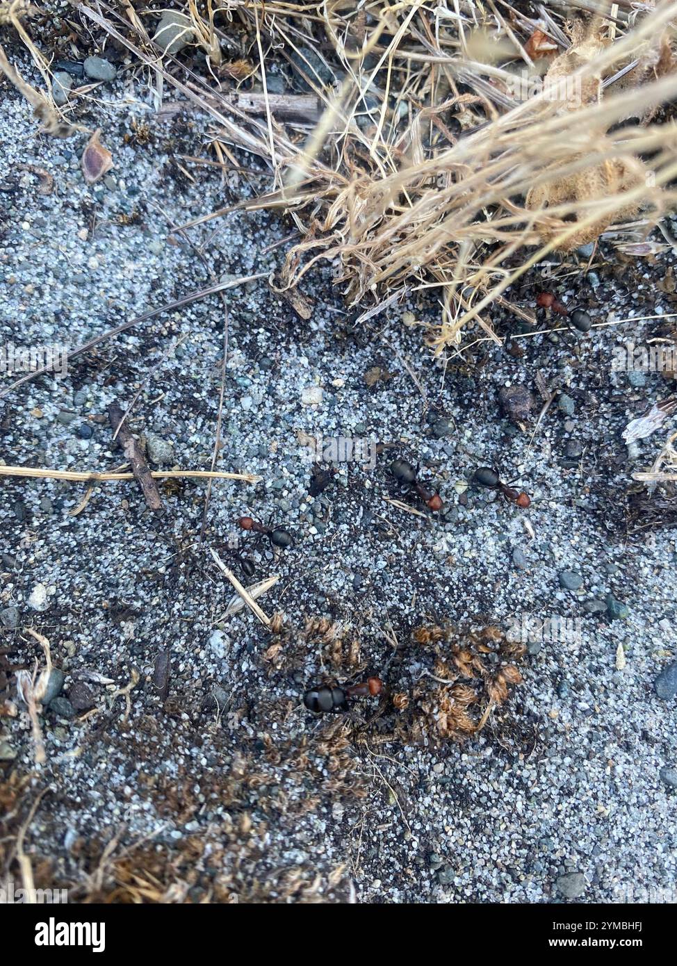 Wood, Mound, and Field Ants (Formica Stock Photo - Alamy