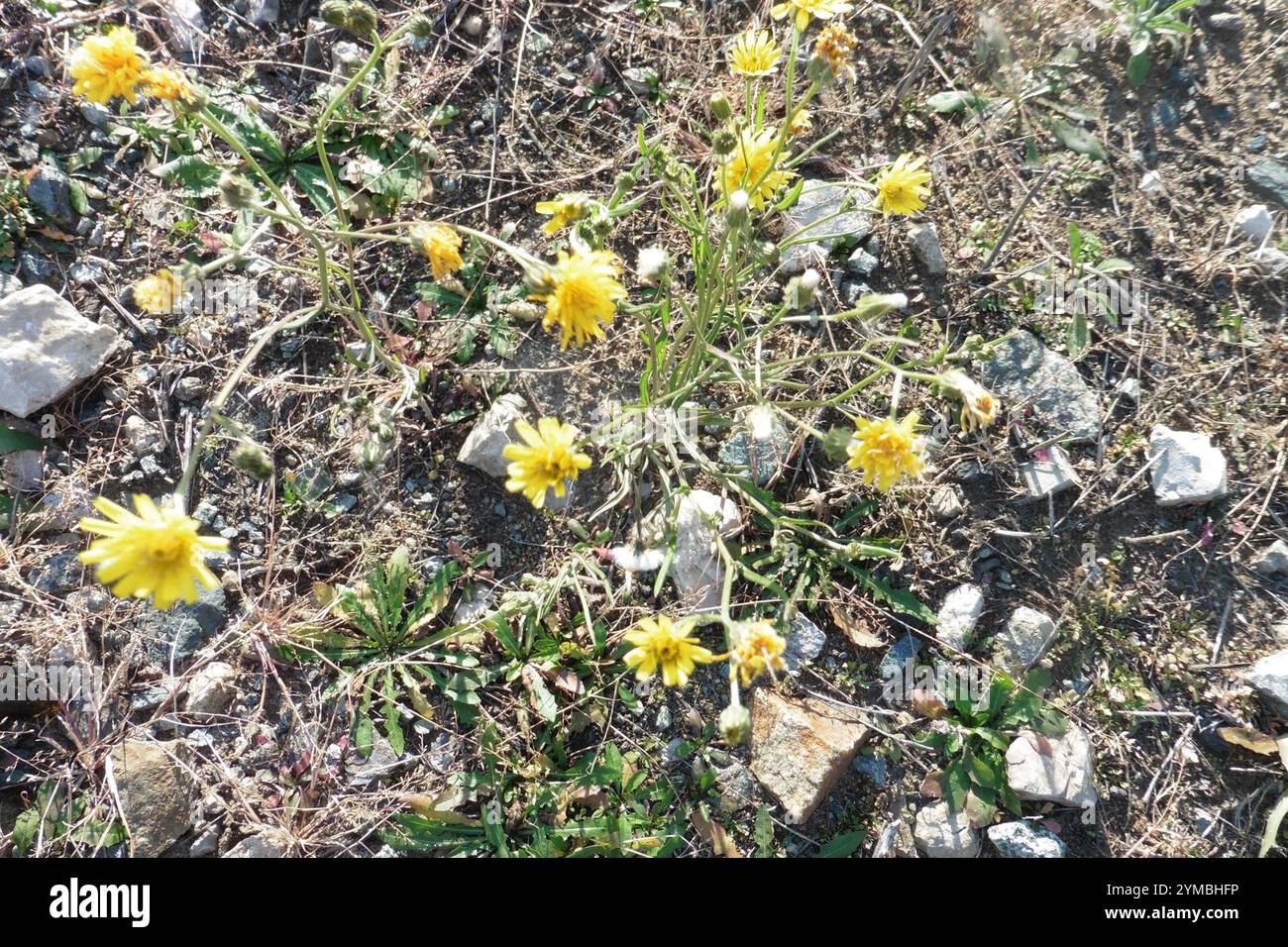 narrow-leaved hawksbeard (Crepis tectorum Stock Photo - Alamy