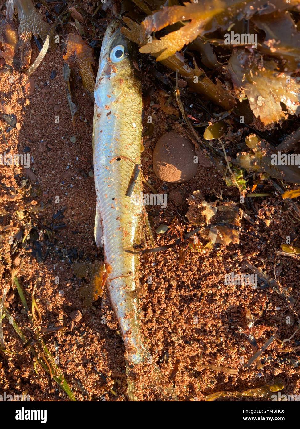 Rainbow Smelt (Osmerus mordax Stock Photo - Alamy