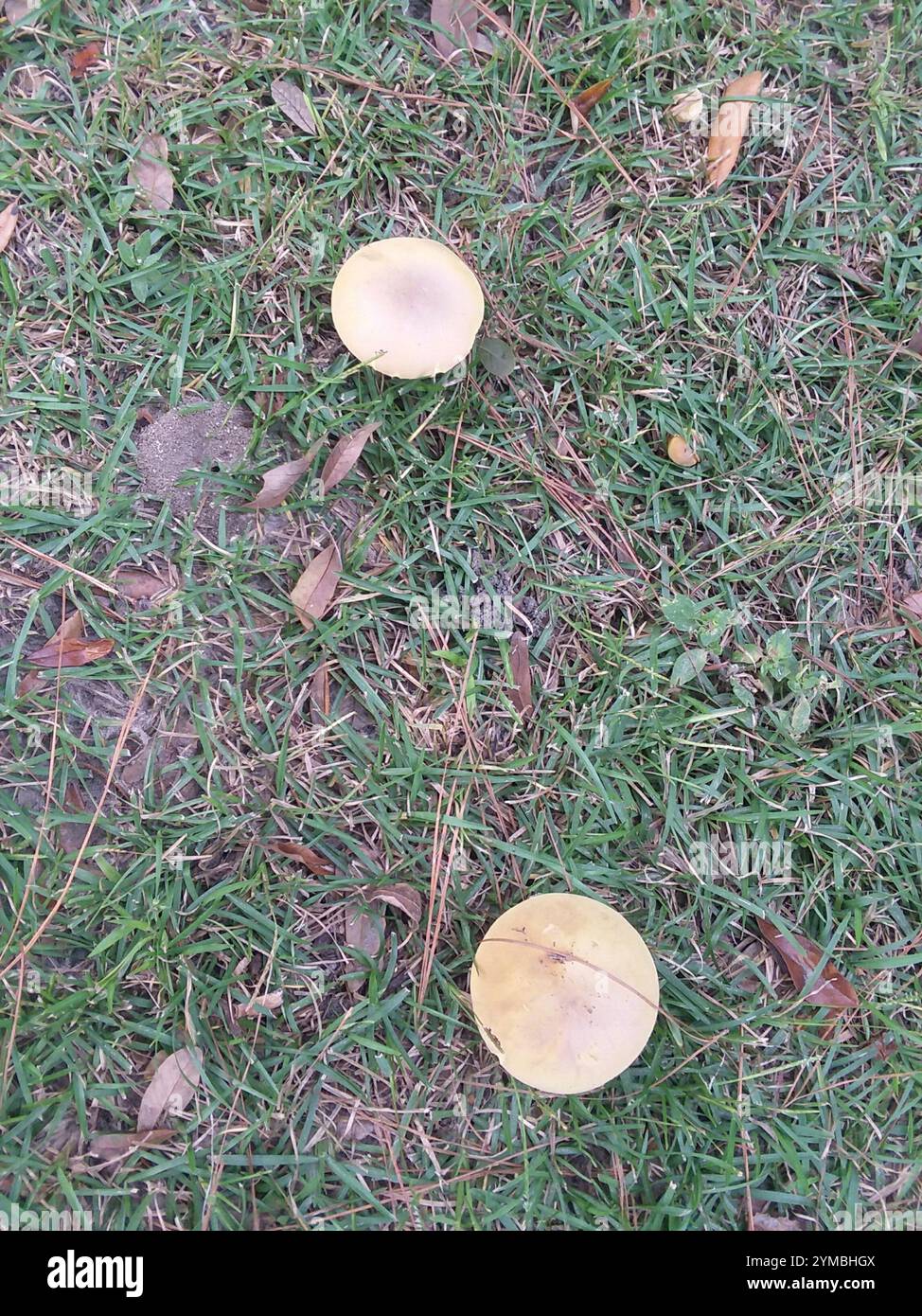 butter-foot bolete (Boletus auripes Stock Photo - Alamy