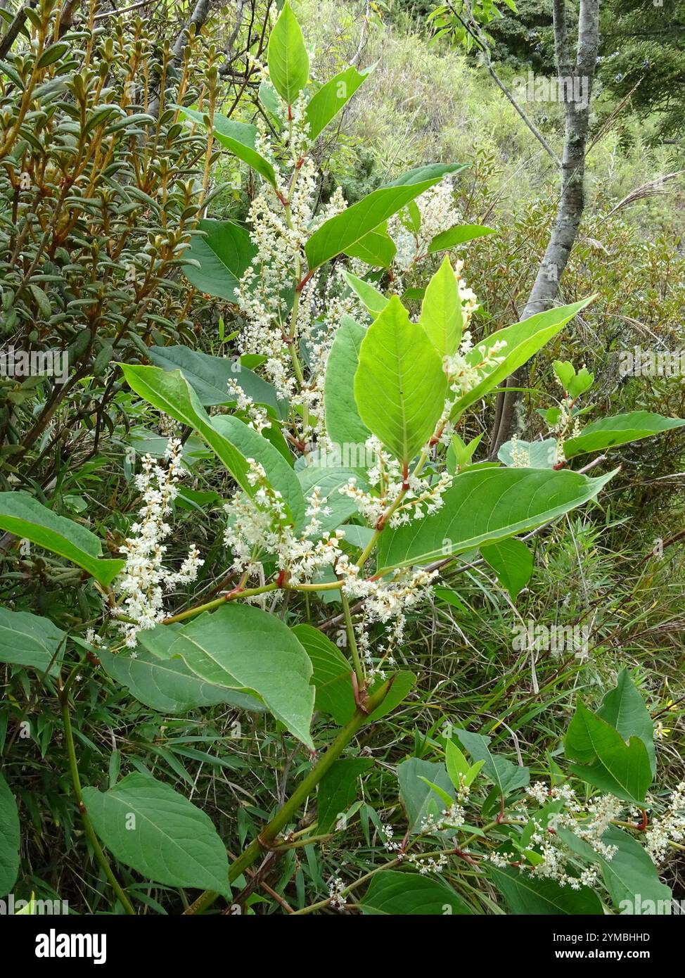 Japanese knotweed (Reynoutria japonica Stock Photo - Alamy