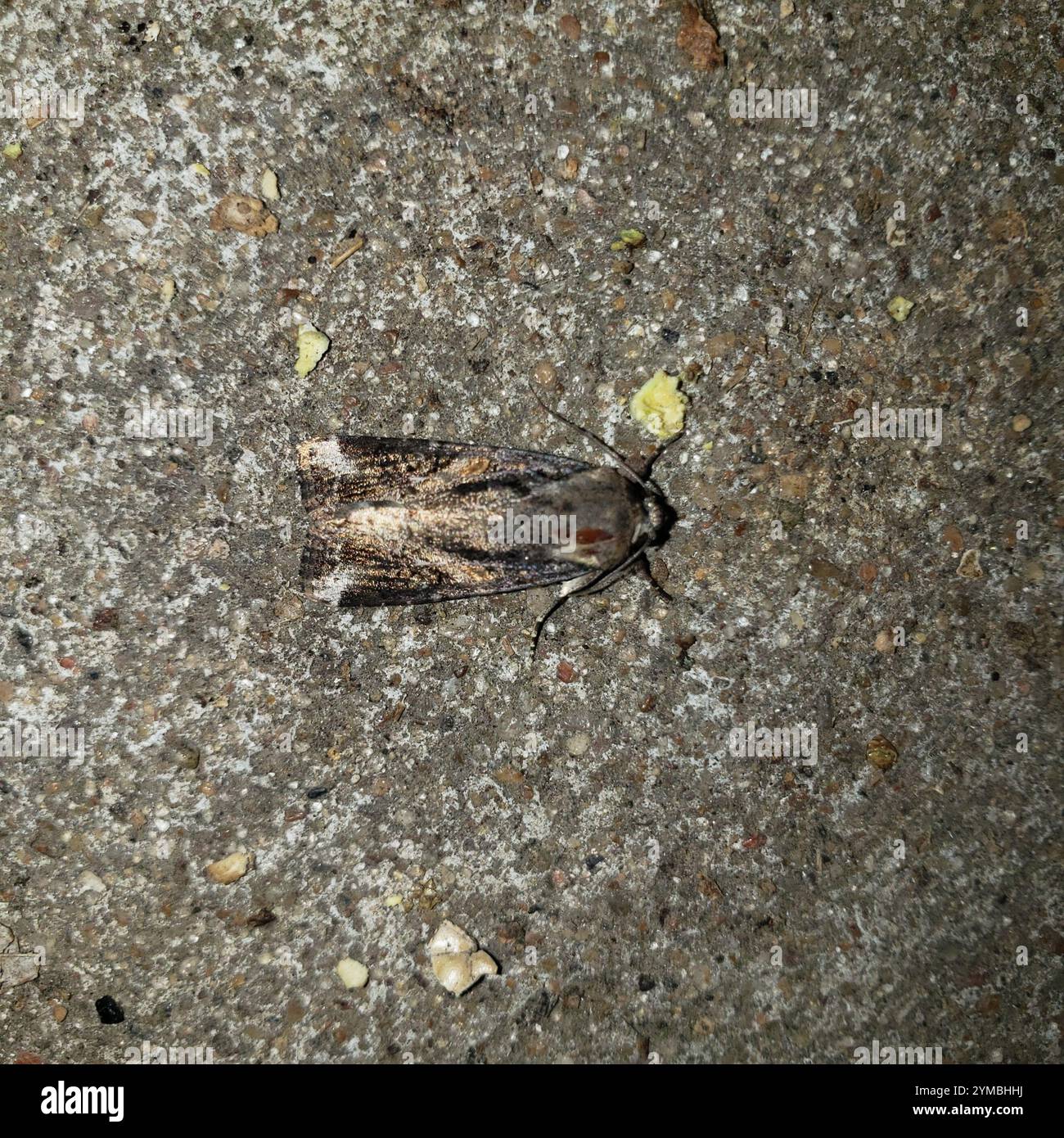 Fall Armyworm Moth (Spodoptera frugiperda Stock Photo - Alamy