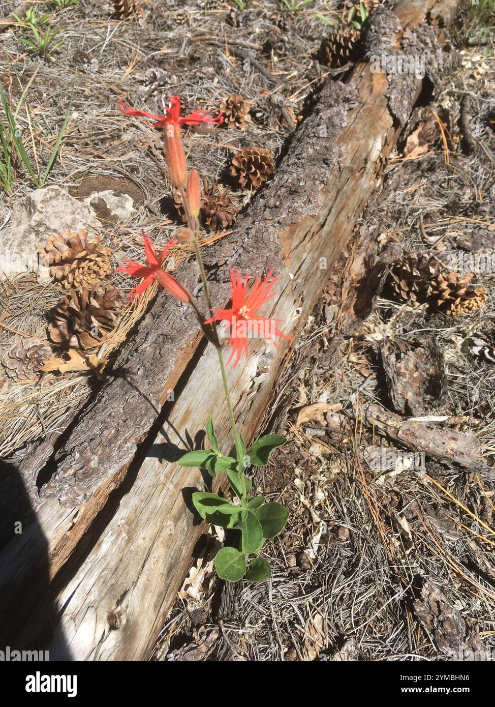 cardinal catchfly (Silene laciniata Stock Photo - Alamy