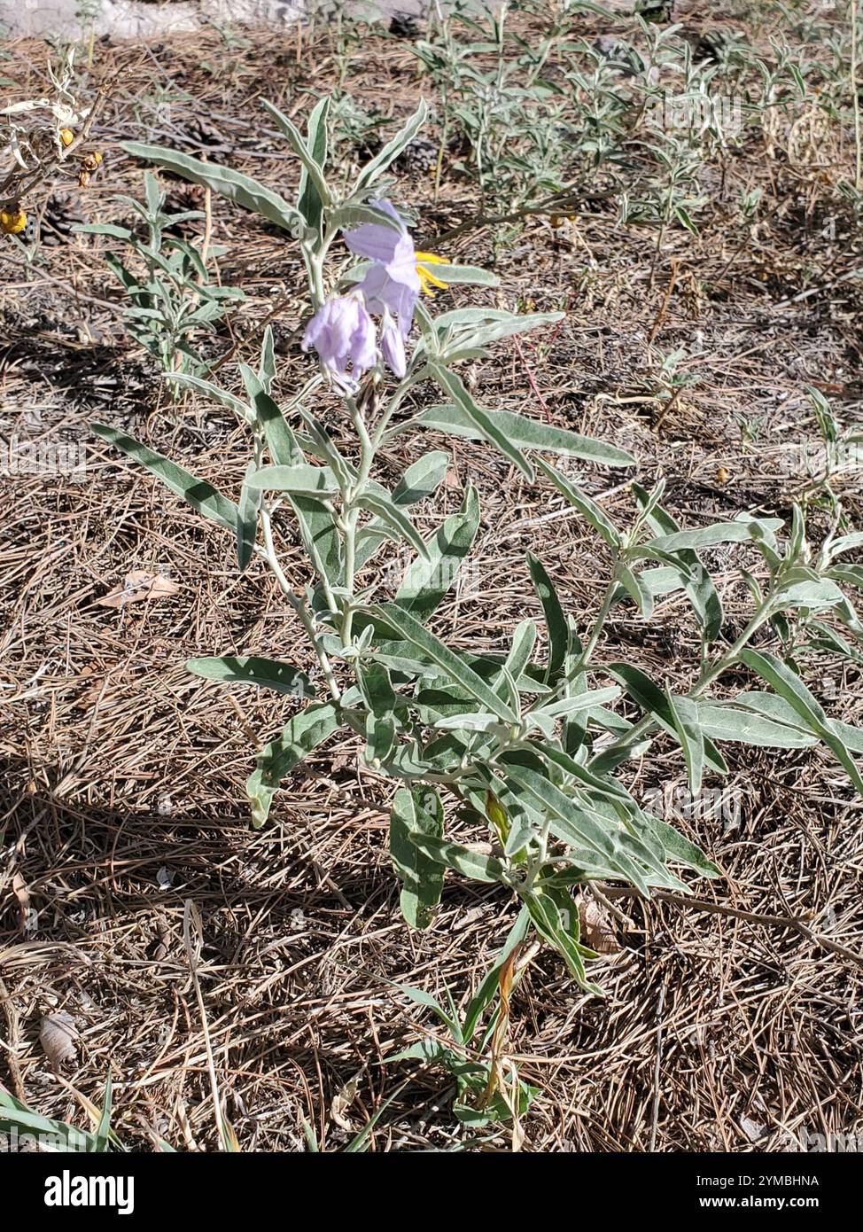 silverleaf nightshade (Solanum elaeagnifolium Stock Photo - Alamy