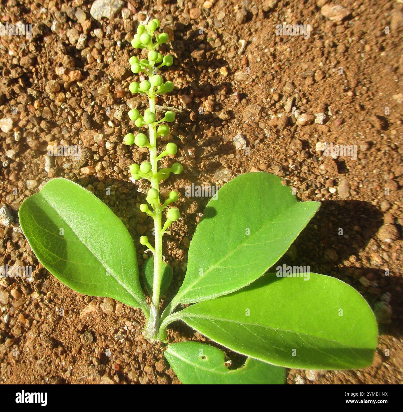 Purplepod clusterleaf (Terminalia prunioides Stock Photo - Alamy