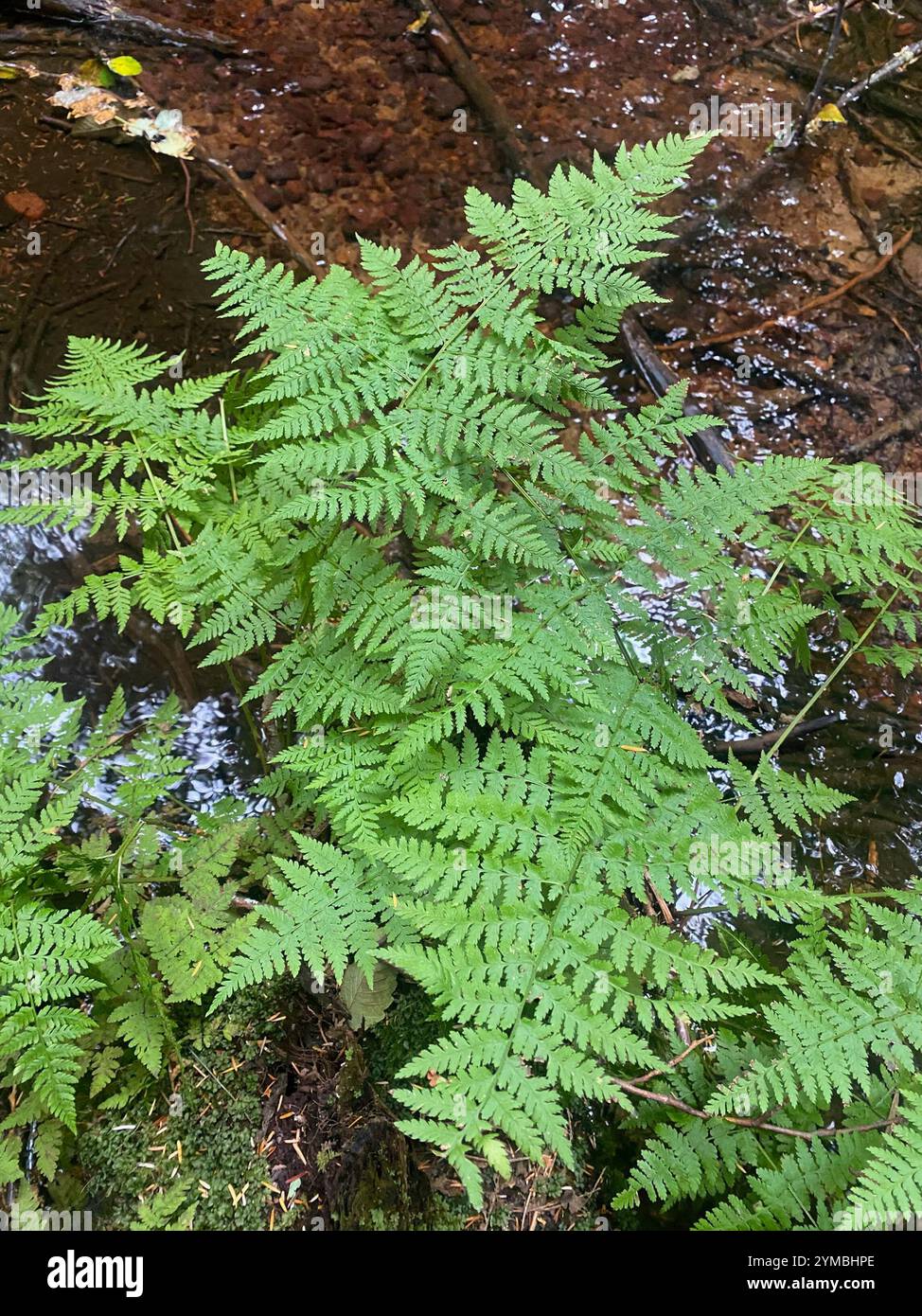 spreading wood fern (Dryopteris expansa Stock Photo - Alamy