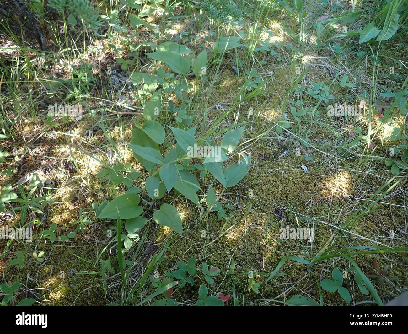 Tall Bluebell (Mertensia paniculata Stock Photo - Alamy