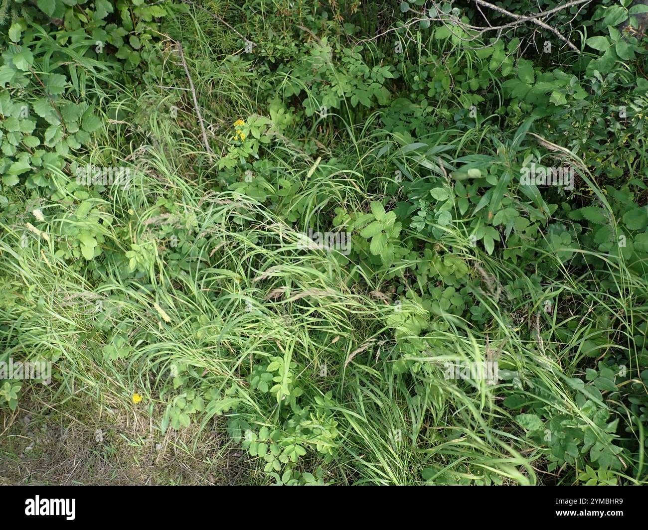 canadian bluejoint (Calamagrostis canadensis Stock Photo - Alamy
