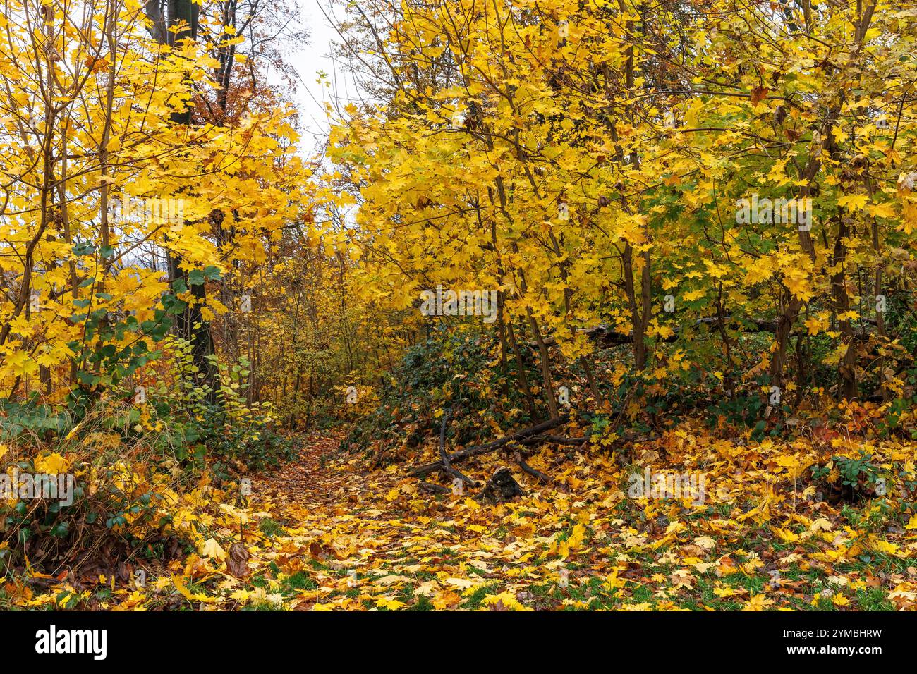 autumn in a forest at the Hohenstein hill in the Ardey mountains near ...