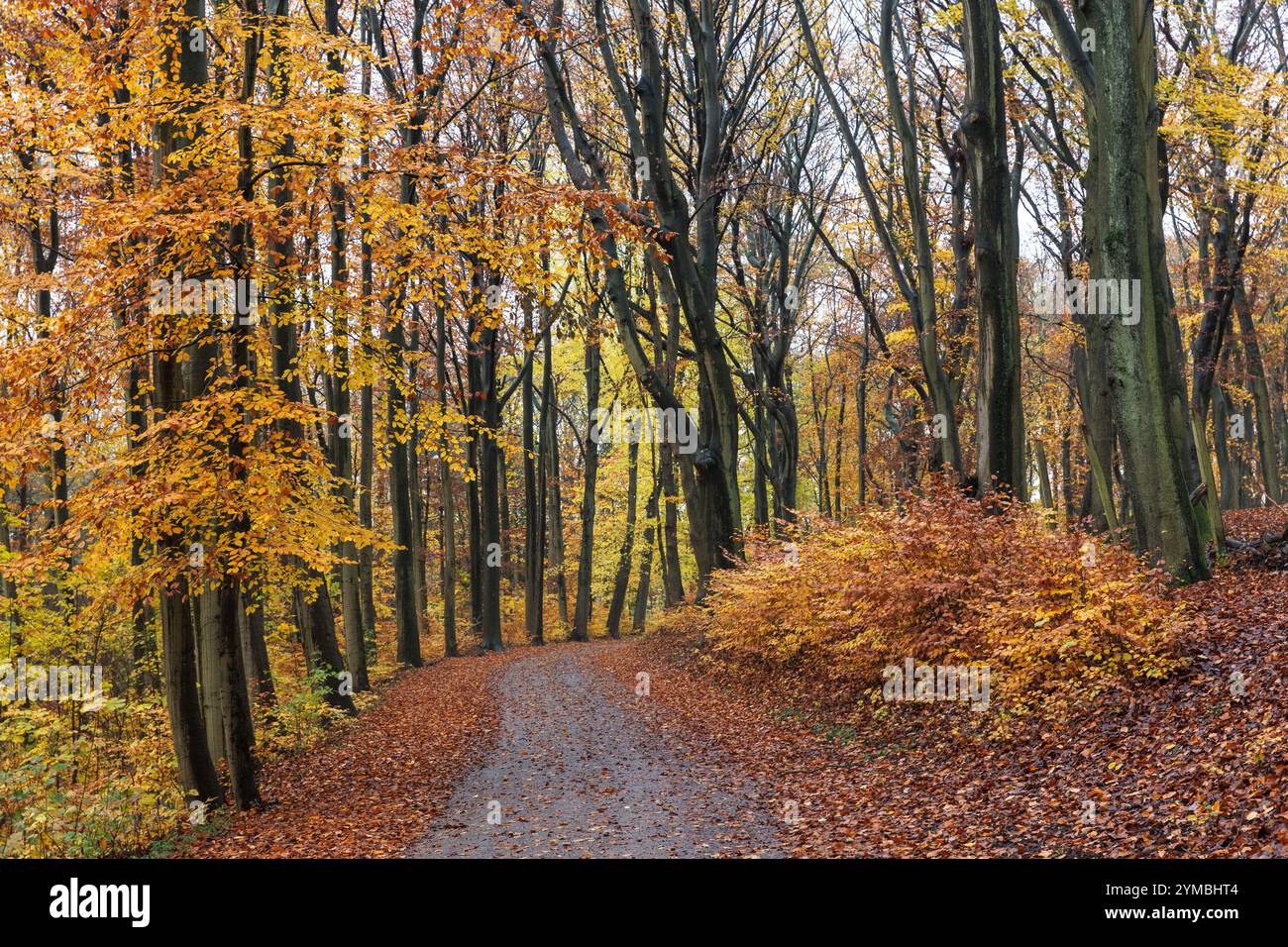 autumn in a forest at the Hohenstein hill in the Ardey mountains near ...