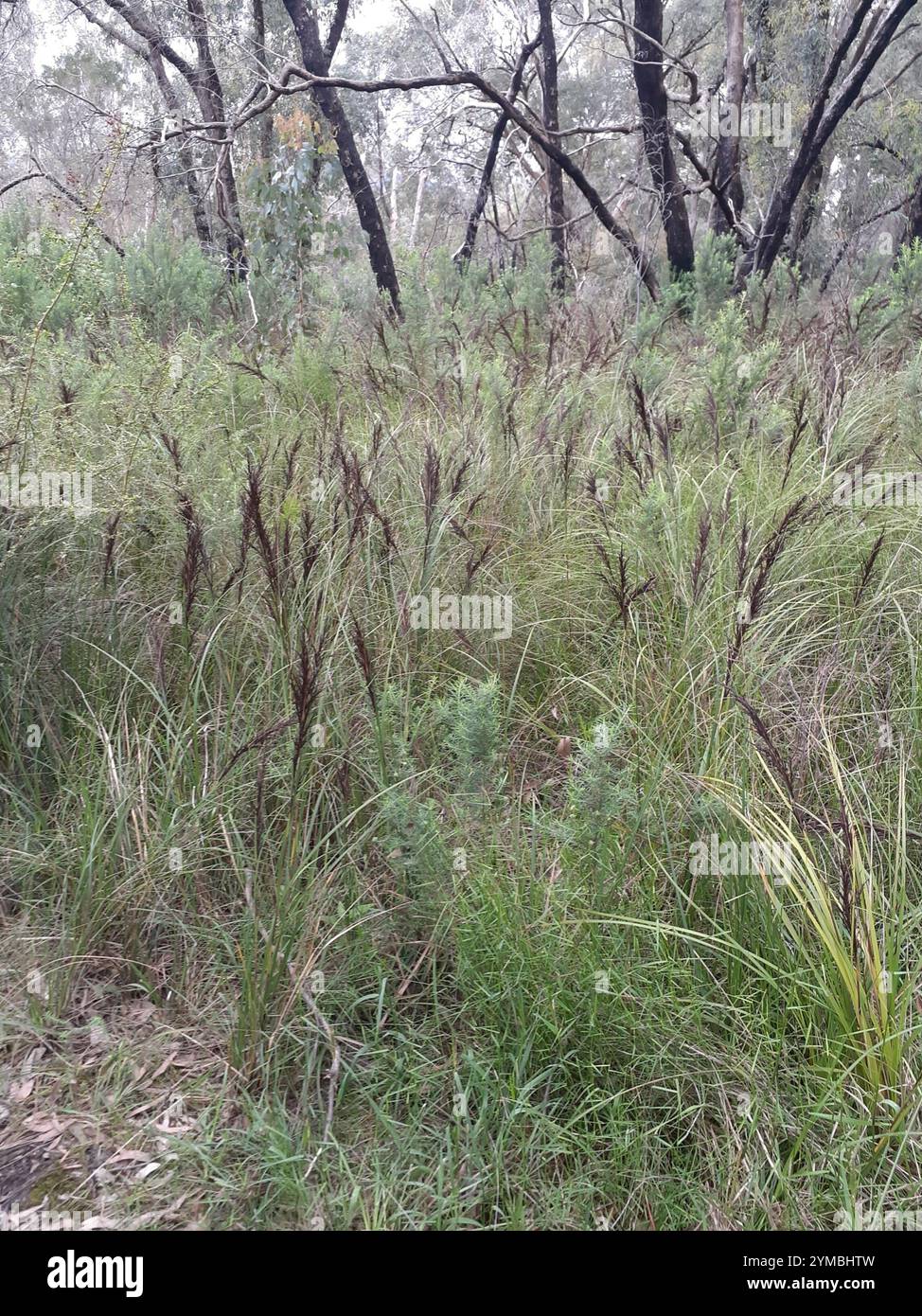 Thatch Saw-sedge (Gahnia radula Stock Photo - Alamy