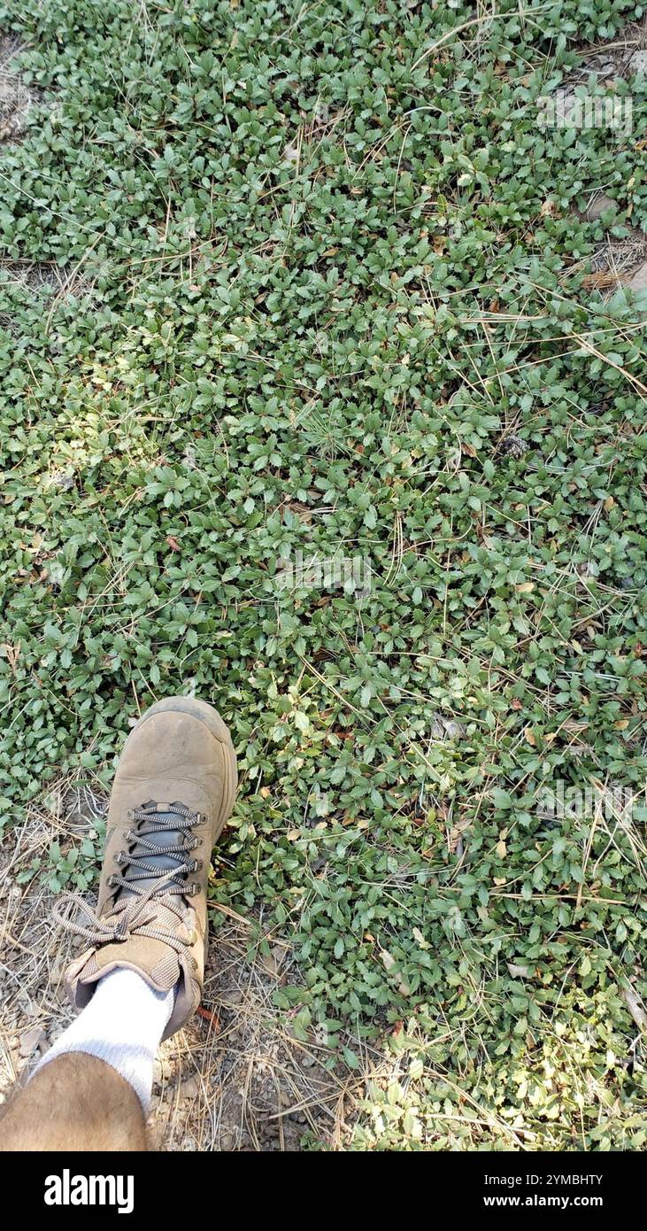 Mahala mat (Ceanothus prostratus Stock Photo - Alamy