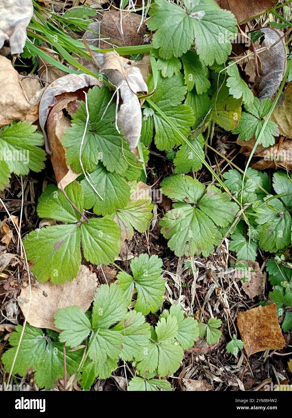 Siberian barren strawberry (Waldsteinia ternata Stock Photo - Alamy