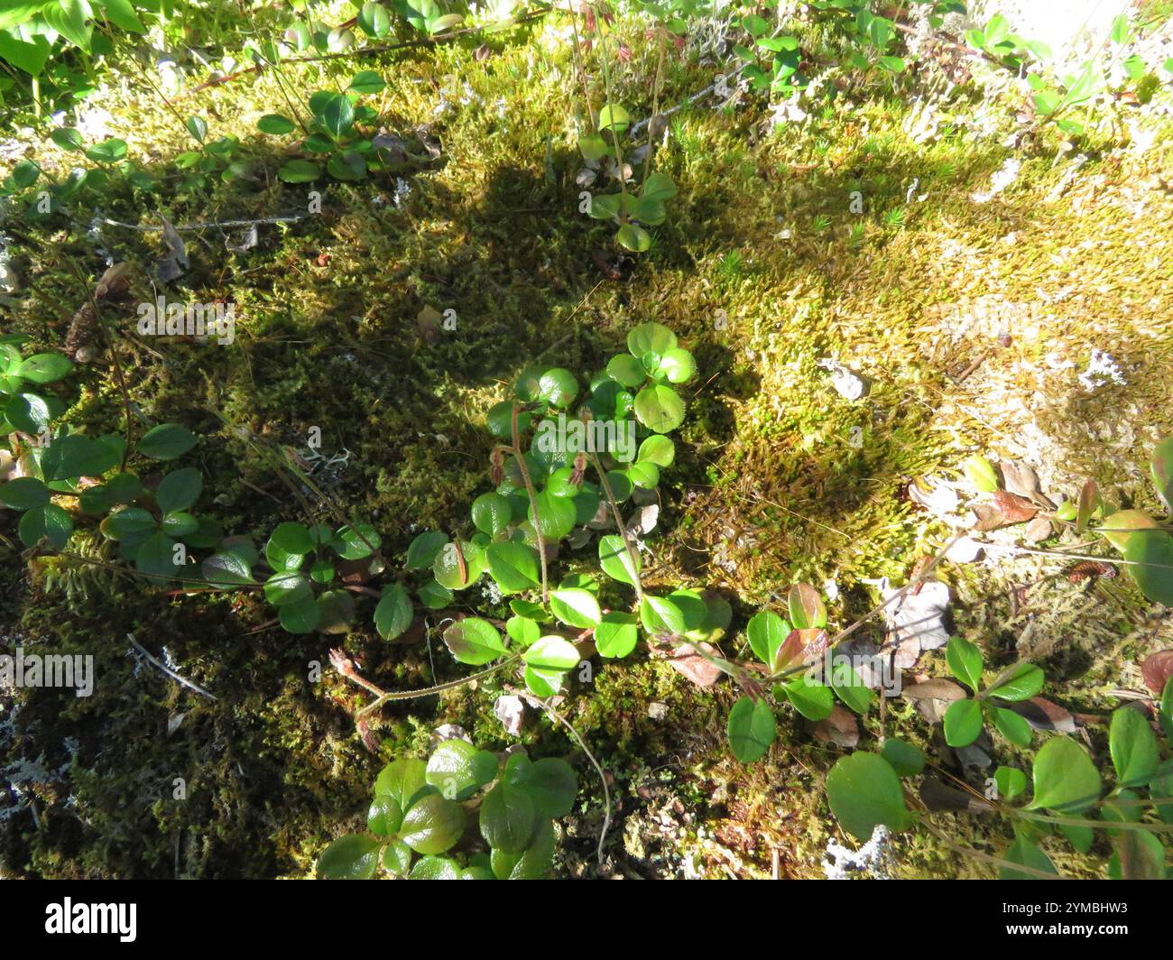 Twinflower (Linnaea borealis Stock Photo - Alamy