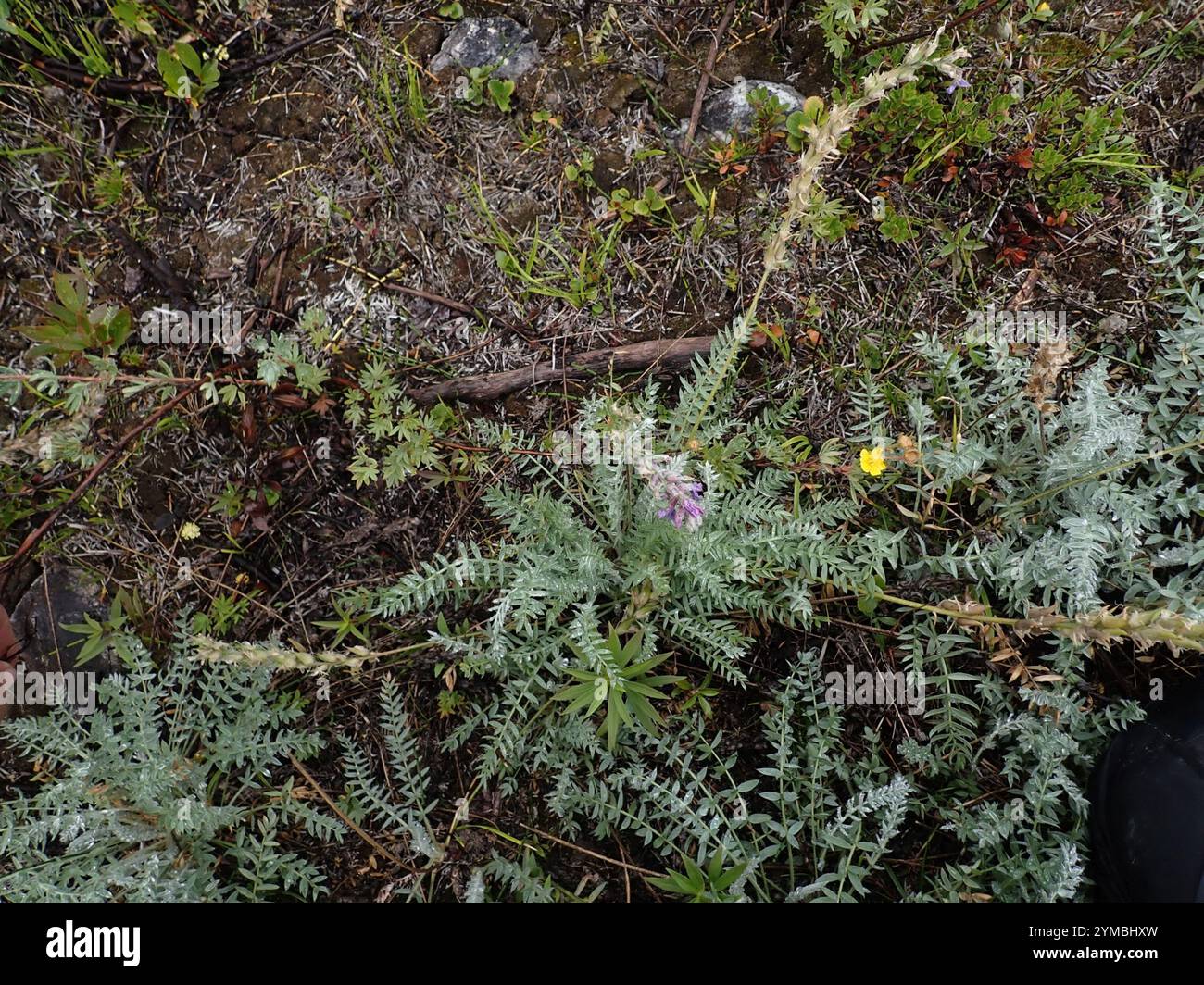 Showy locoweed hi-res stock photography and images - Alamy