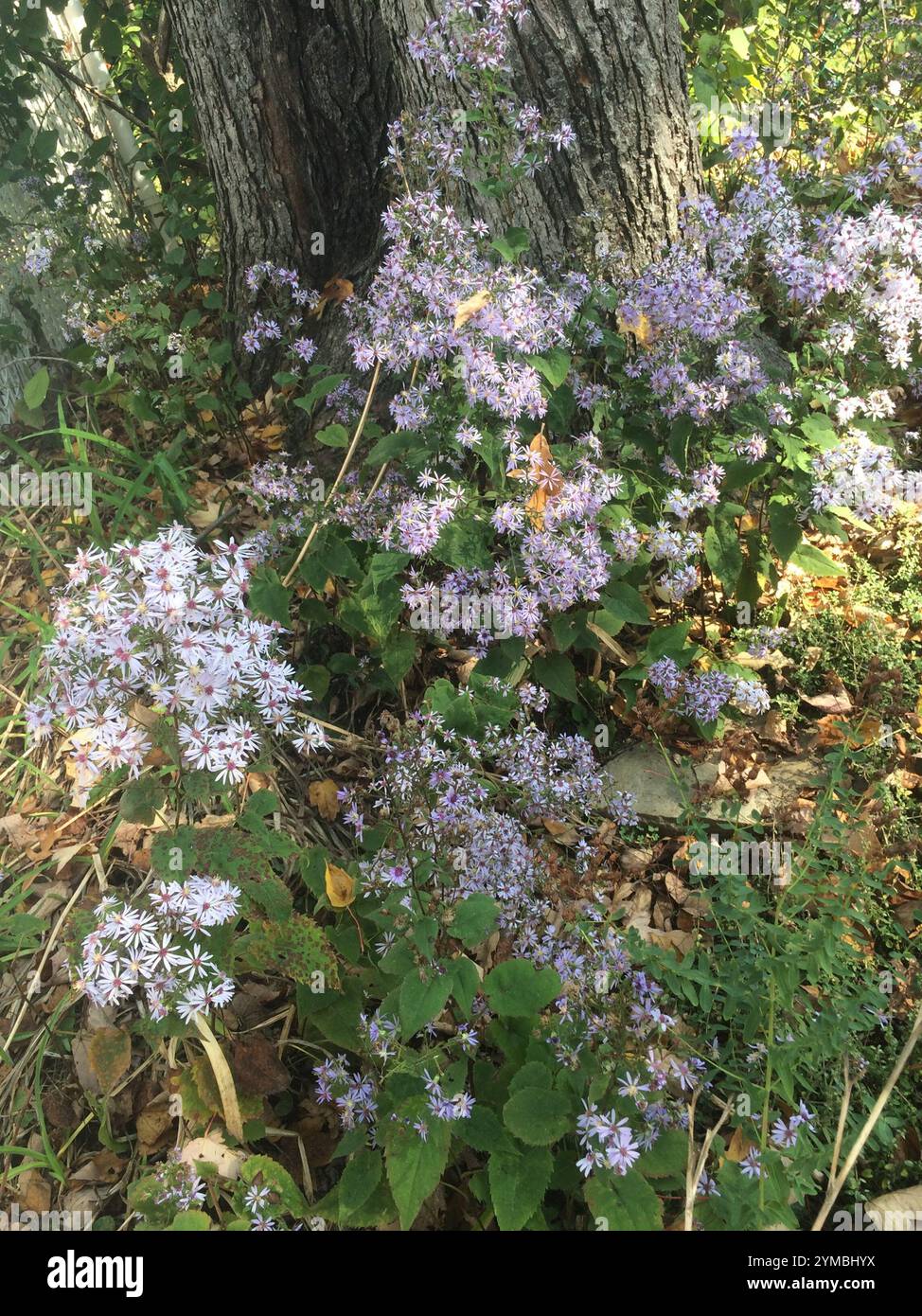 Common Blue Wood Aster (Symphyotrichum cordifolium Stock Photo - Alamy