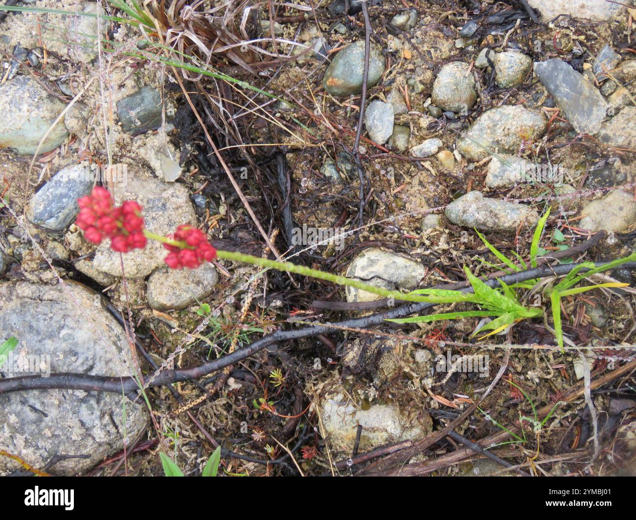 Sticky False Asphodel (Triantha glutinosa Stock Photo - Alamy