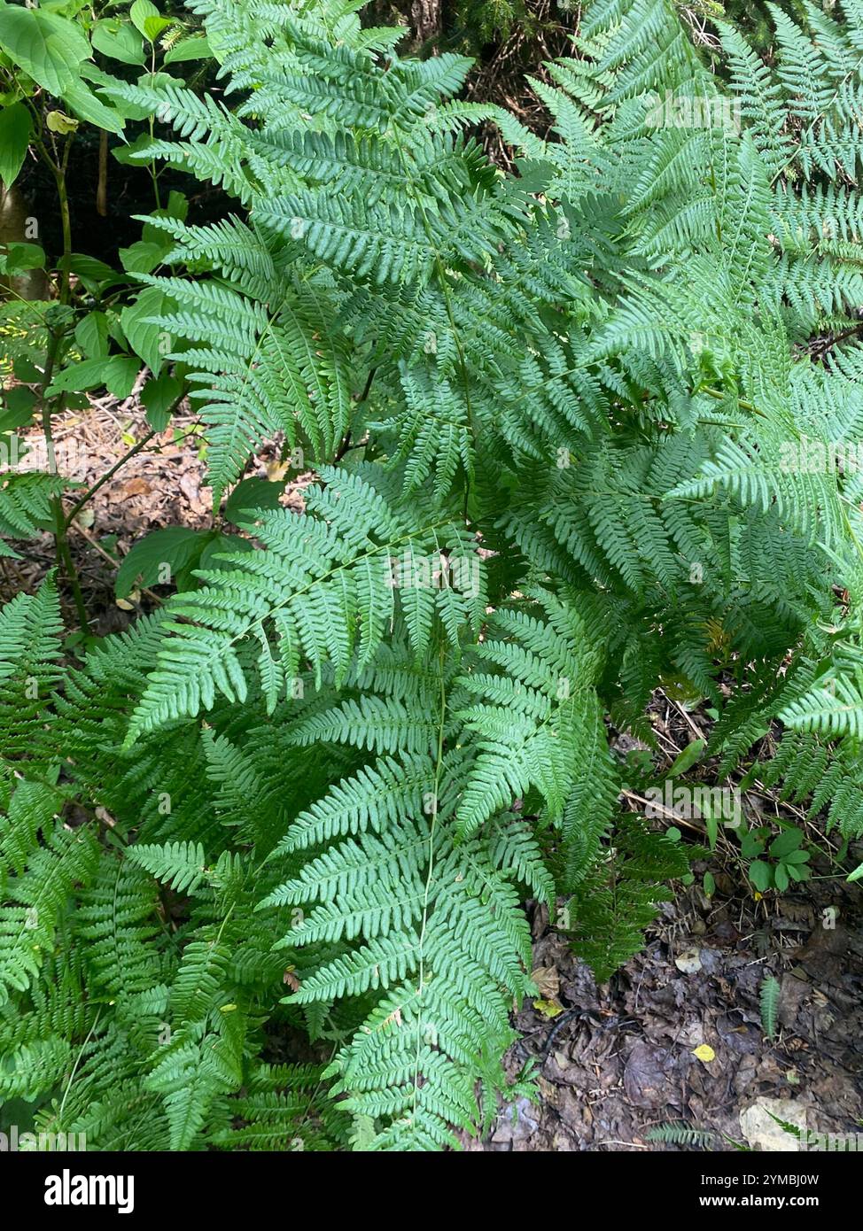 common bracken (Pteridium aquilinum Stock Photo - Alamy