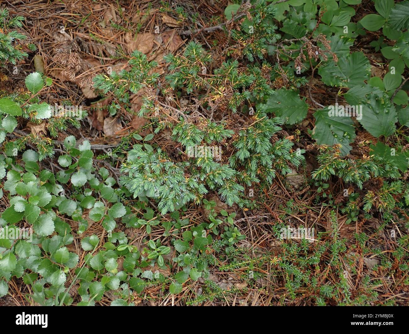 common juniper (Juniperus communis Stock Photo - Alamy