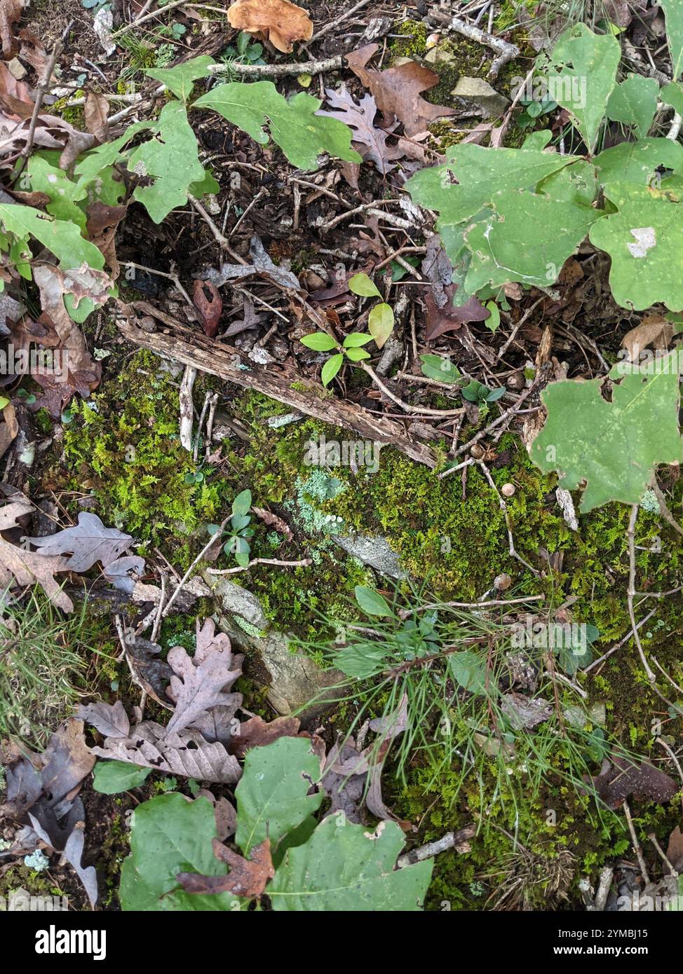 Northern Cricket Frog (Acris crepitans Stock Photo - Alamy